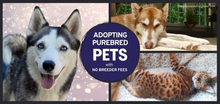 Learn How to Adopt Purebred Pets without Breeder Fees!